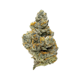 Shop All – Zaza Fun