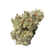 Shop All – Zaza Fun